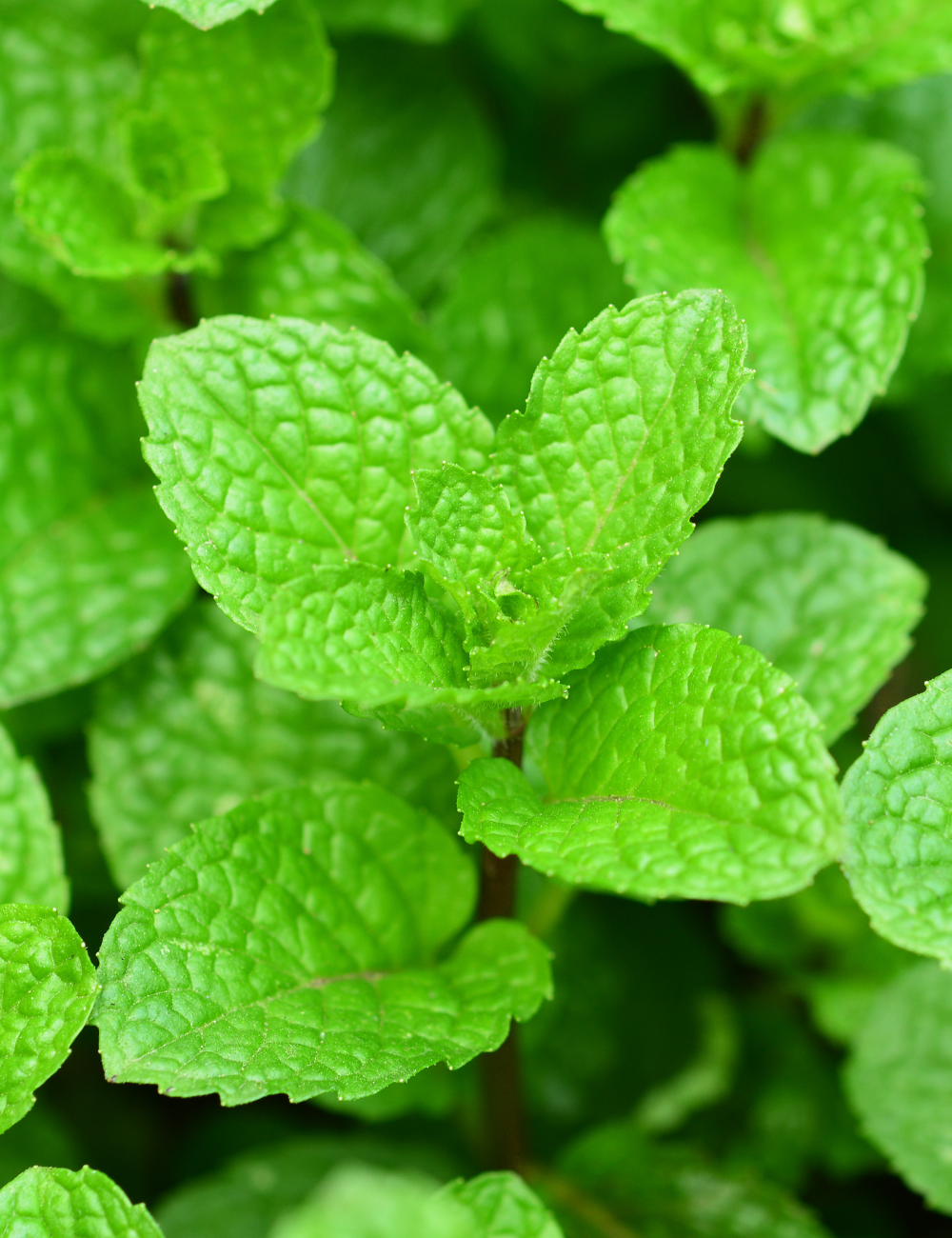 Bars – Juthan Chocolate